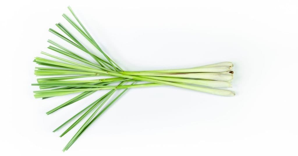 Lemongrass Materia Medica Natural Health Science